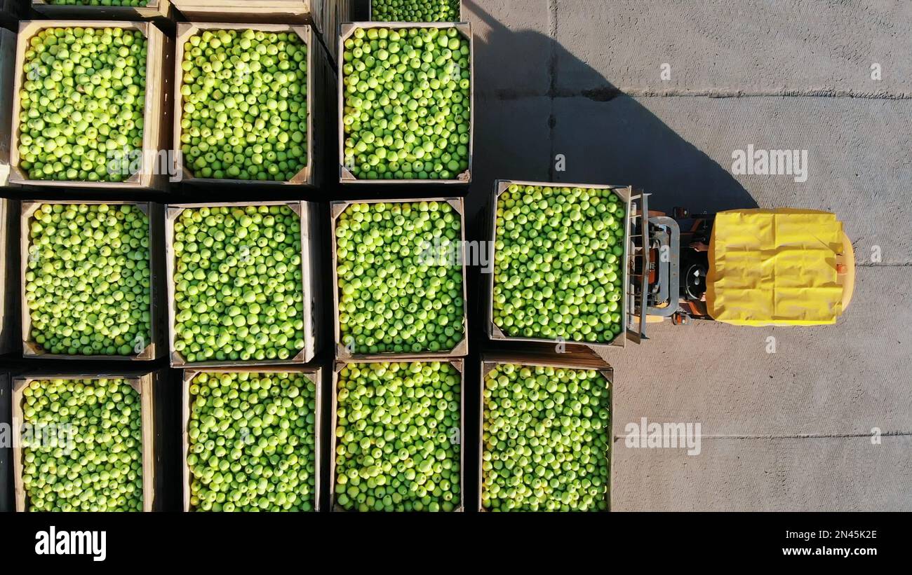 fresh picked apple harvest on farm. small loaders, forklift trucks ...