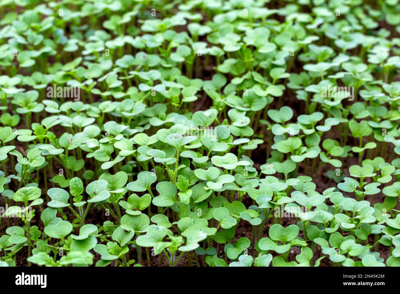 Green plant oil radish. A plant that sits in the soil in a greenhouse ...