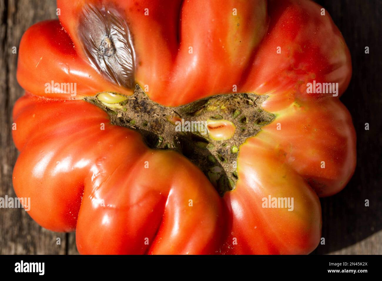 Big red tomato with crack. Tomato disease, lack of water and ...
