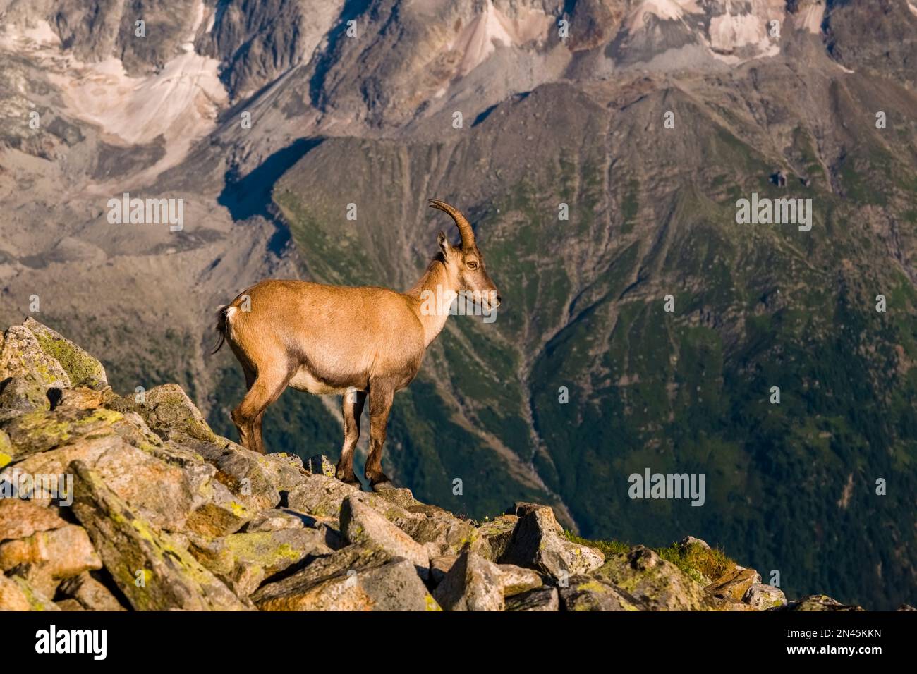 A female Alpine Ibex (Capra ibex) standing on a rocky ridge, slopes and ...