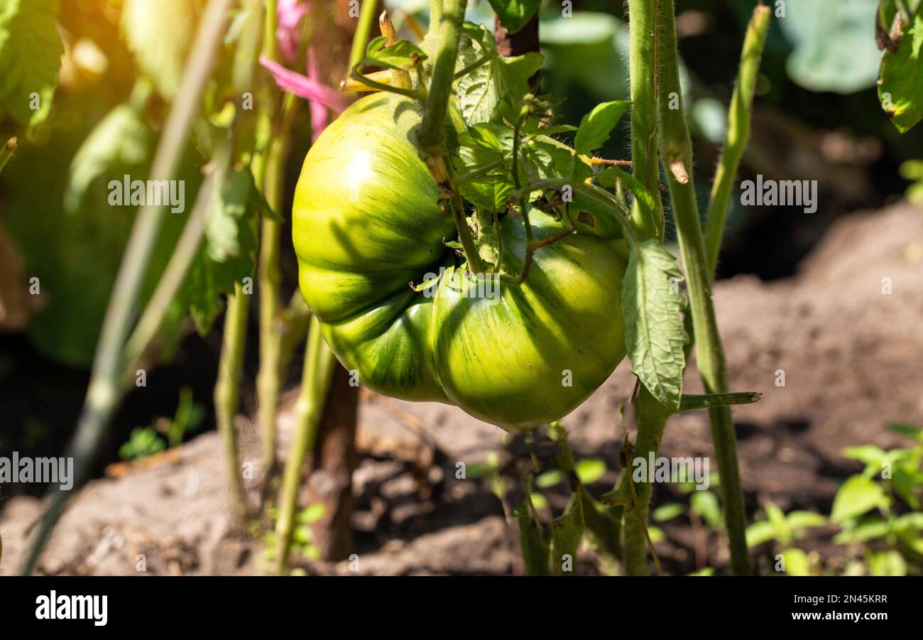 A large juicy green tomato sings on a tomato bush in summer. Late ...