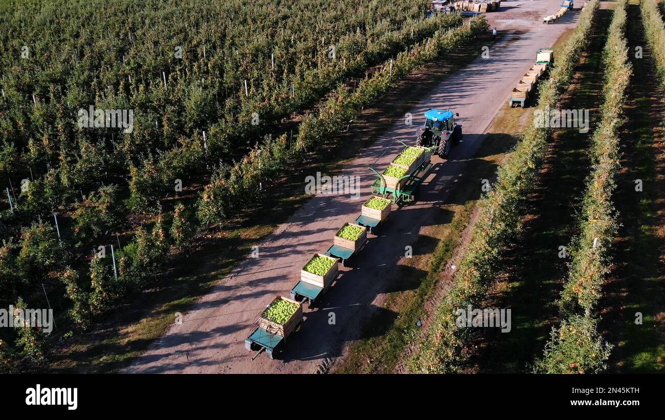 apple orchard, harvest of apples, tractor carries large wooden boxes ...