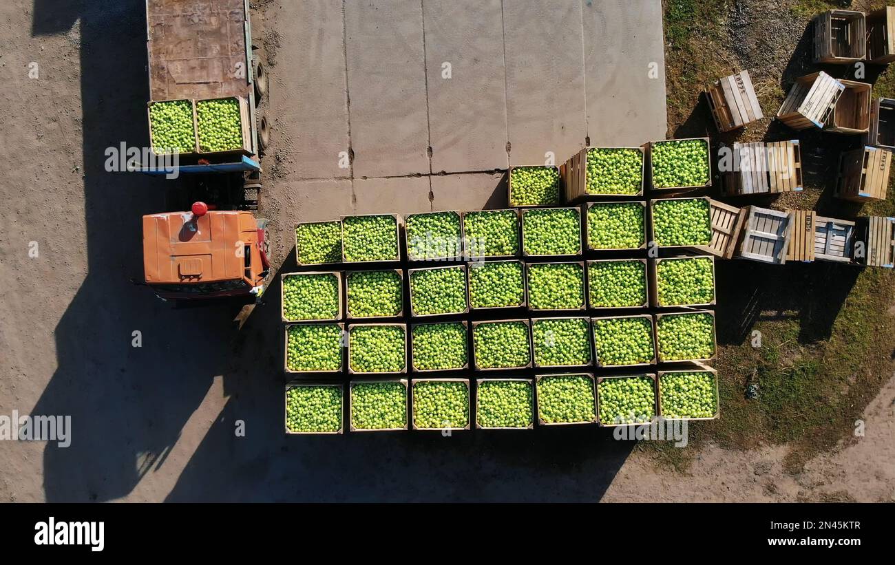 harvest of apples, small loaders, forklift trucks, machines load a big ...