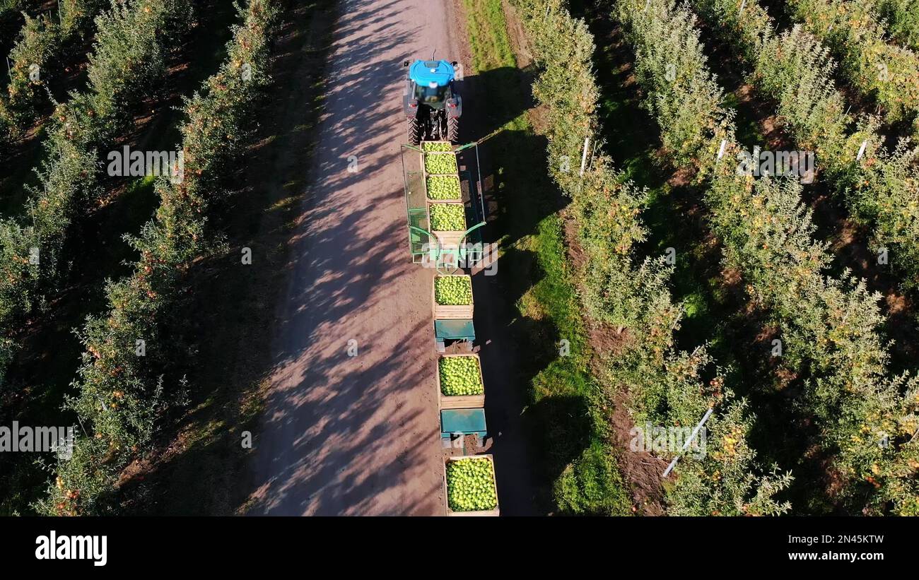 apple orchard, harvest of apples, tractor carries large wooden boxes ...
