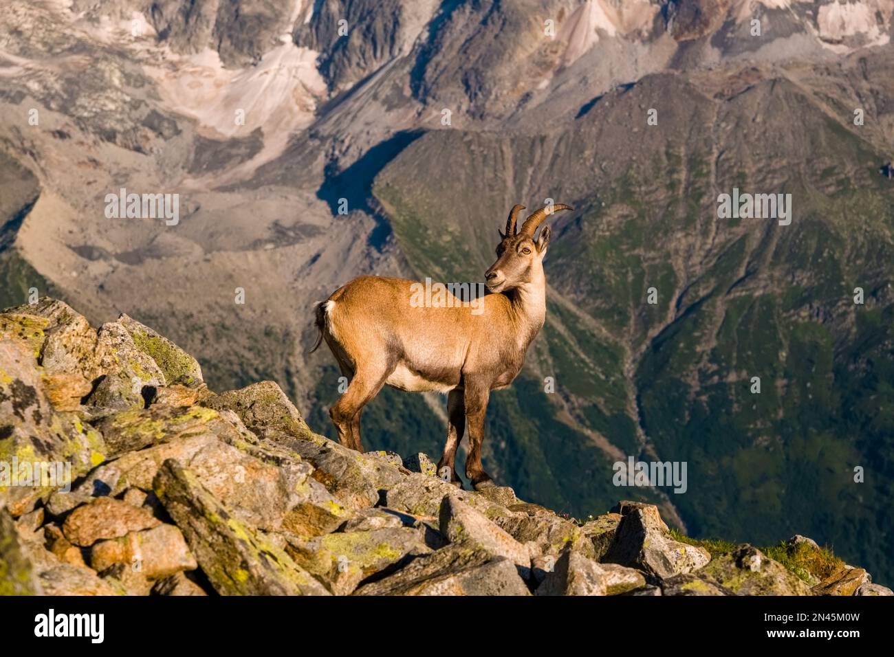 A female Alpine Ibex (Capra ibex) standing on a rocky ridge, slopes and ...