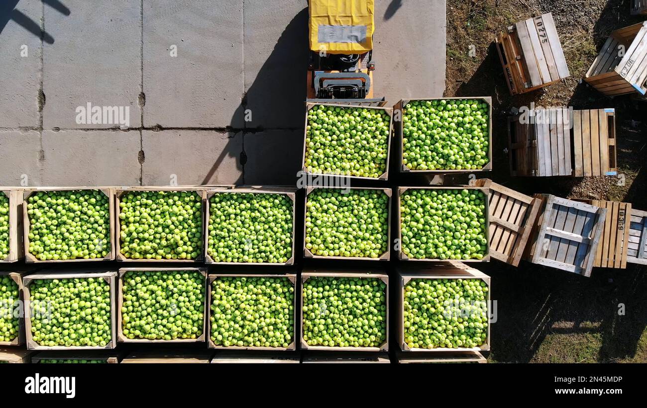 harvest of apples, small loaders, forklift trucks, machines load a big ...