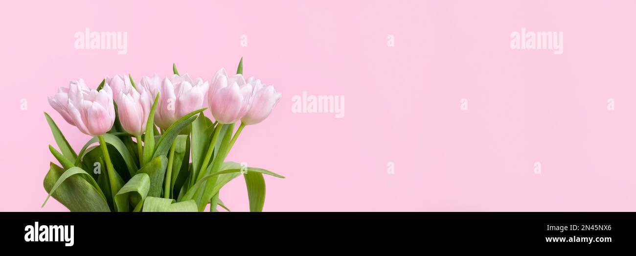 Beautiful delicate bouquet of tulip flowers on pink background banner ...