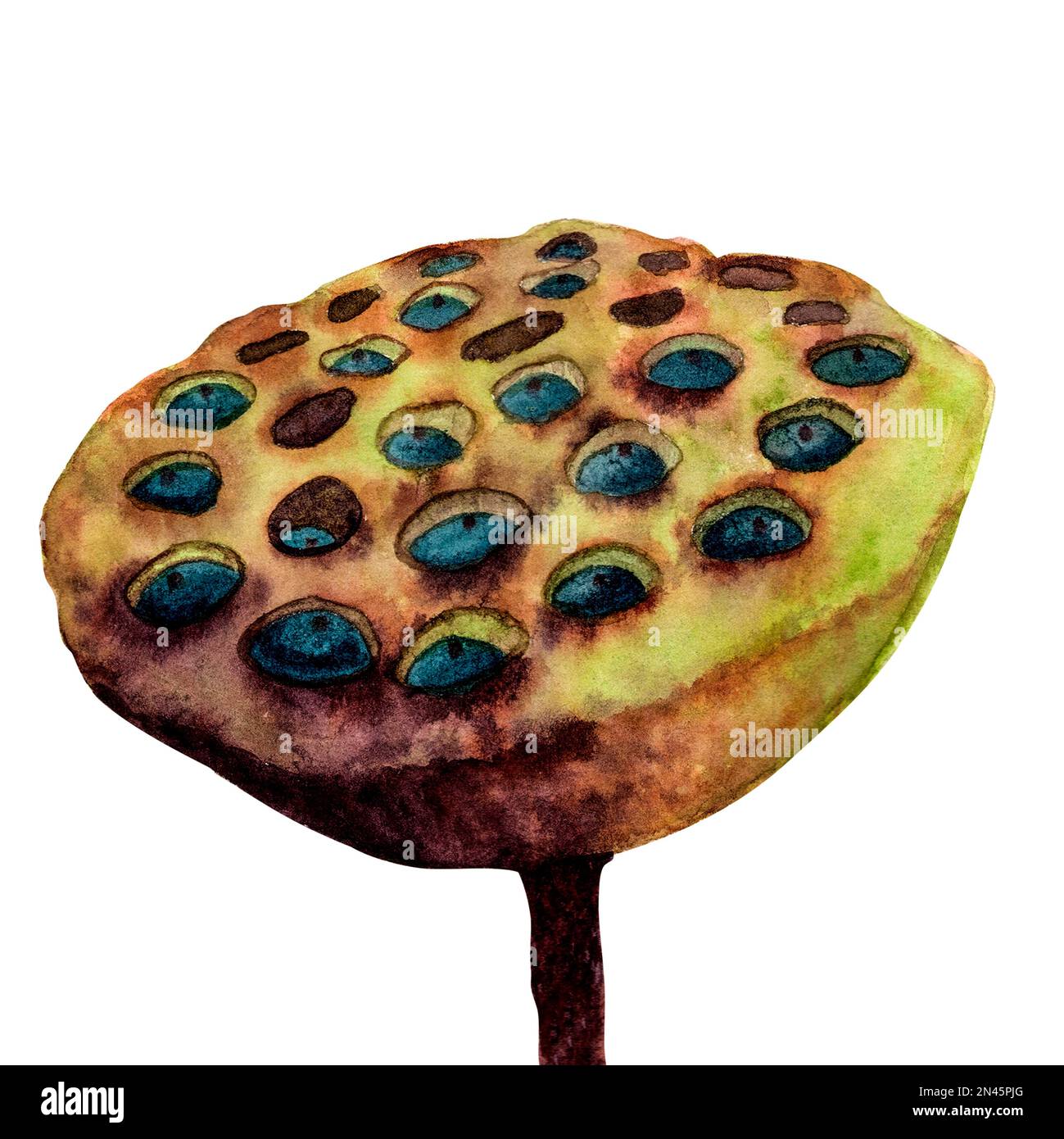 Lotus box with seeds. Tropical plant of Asia, sacred in Buddhism. Hand ...