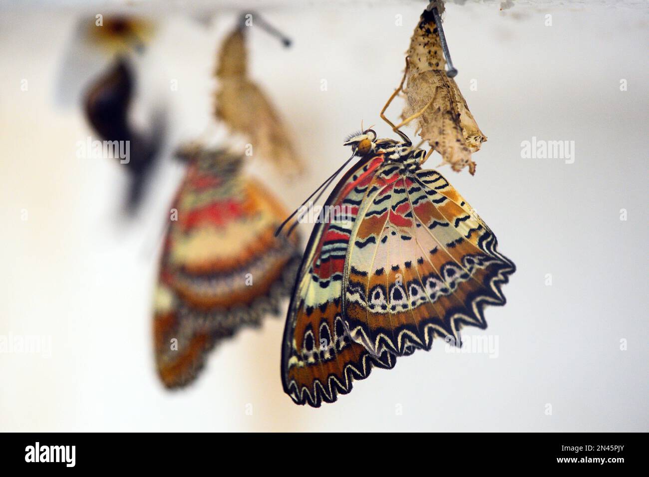 25 Different Types Of Butterflies 12 Common Types Of Butterflies: