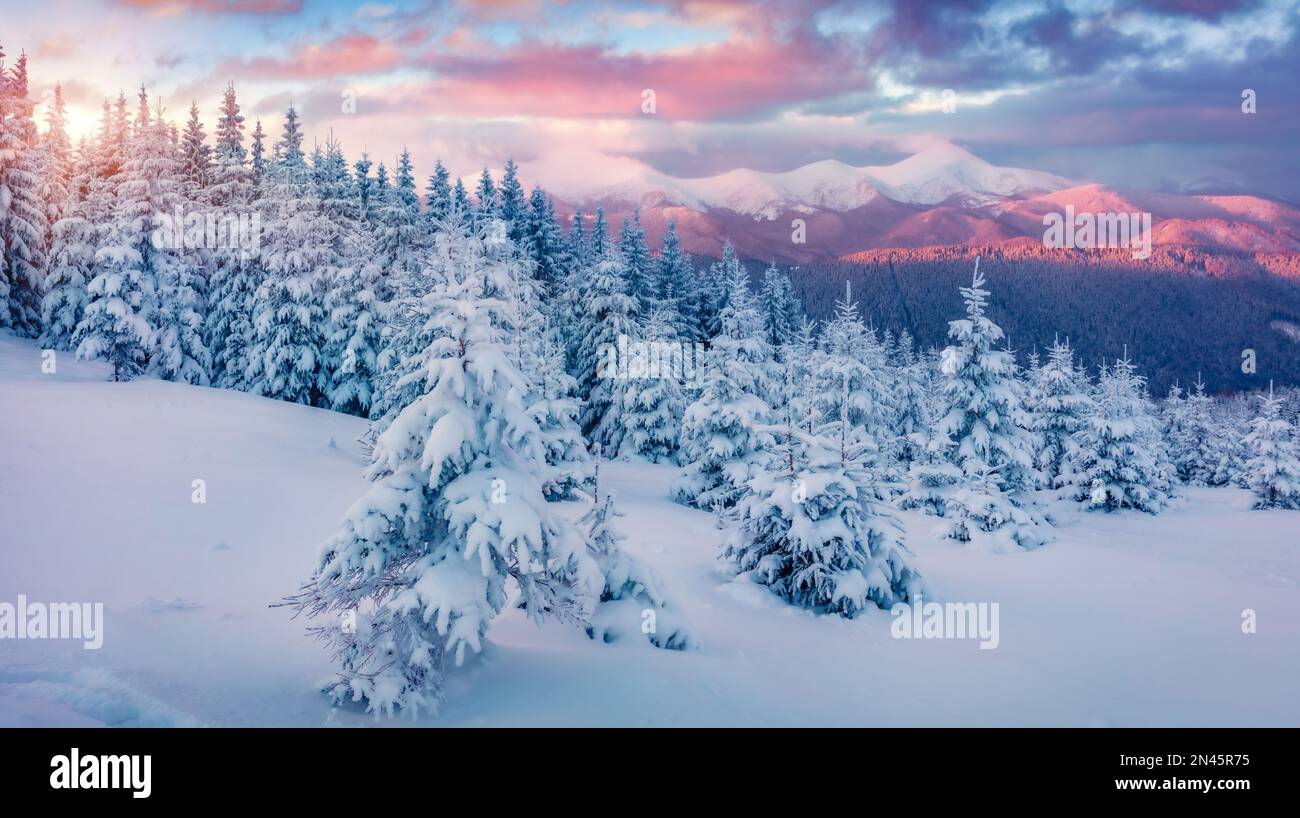 Superb sunrise in the mountains. Fresh snow covered slopes and fir ...