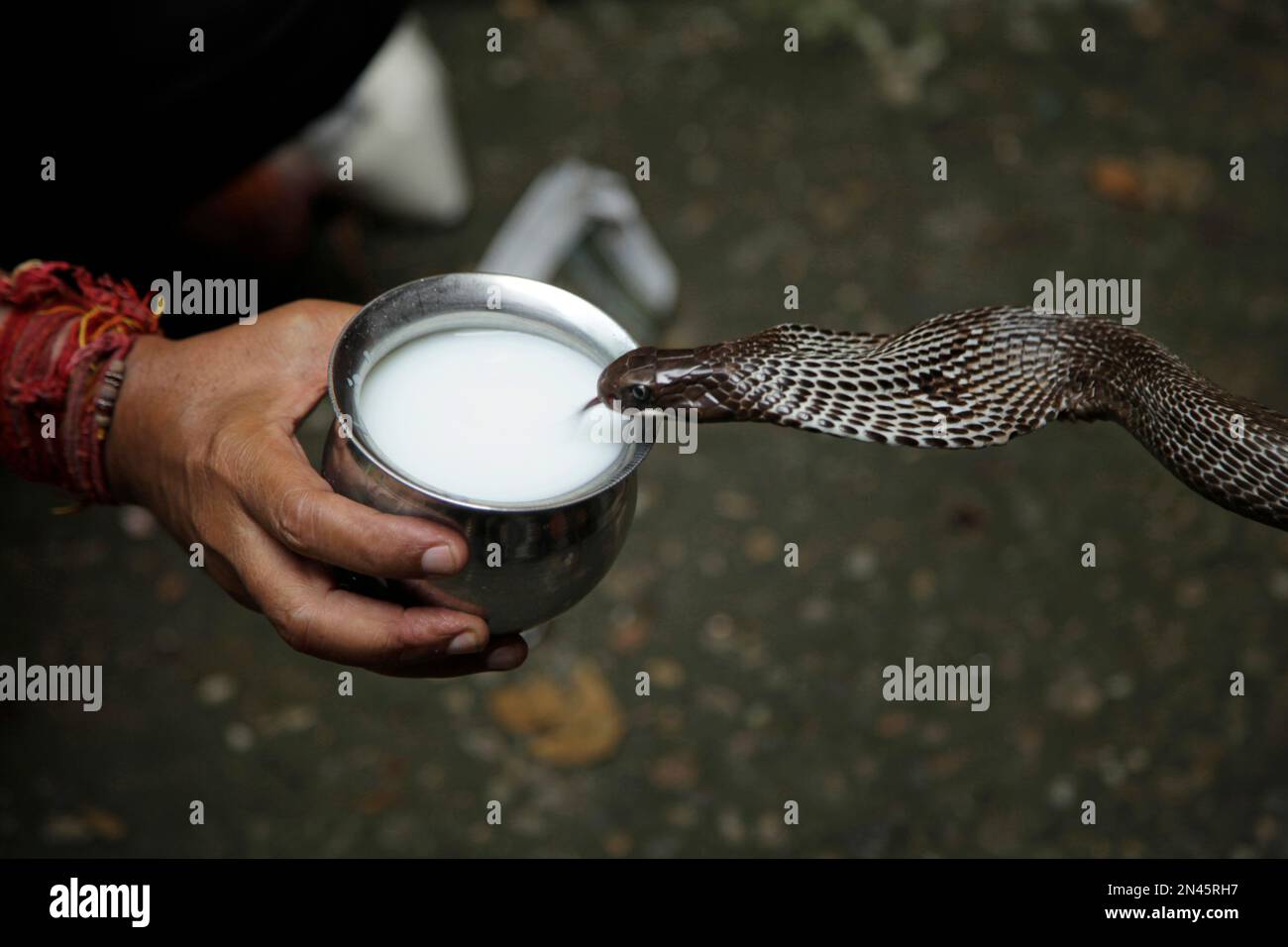 A devotee offers milk to a snake on Nag Panchami festival in Jammu, India, Saturday, Aug. 30 ...