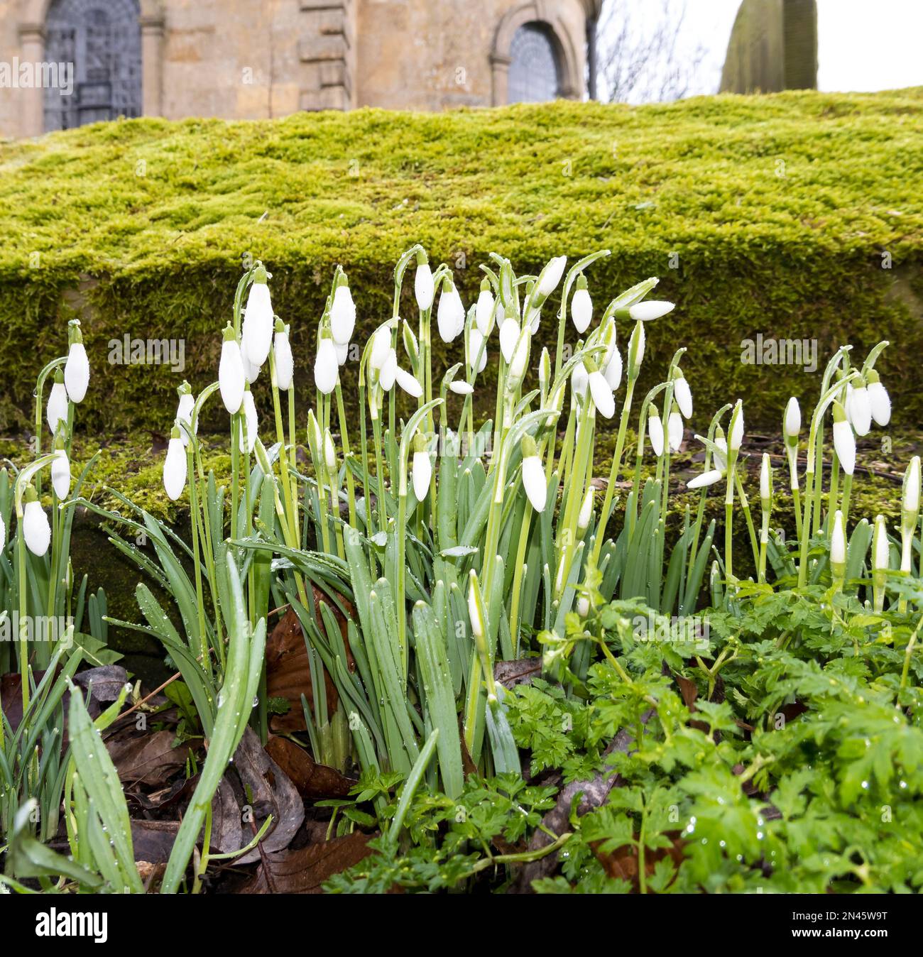 White flowering snowdrops galanthus in spring hi-res stock photography ...