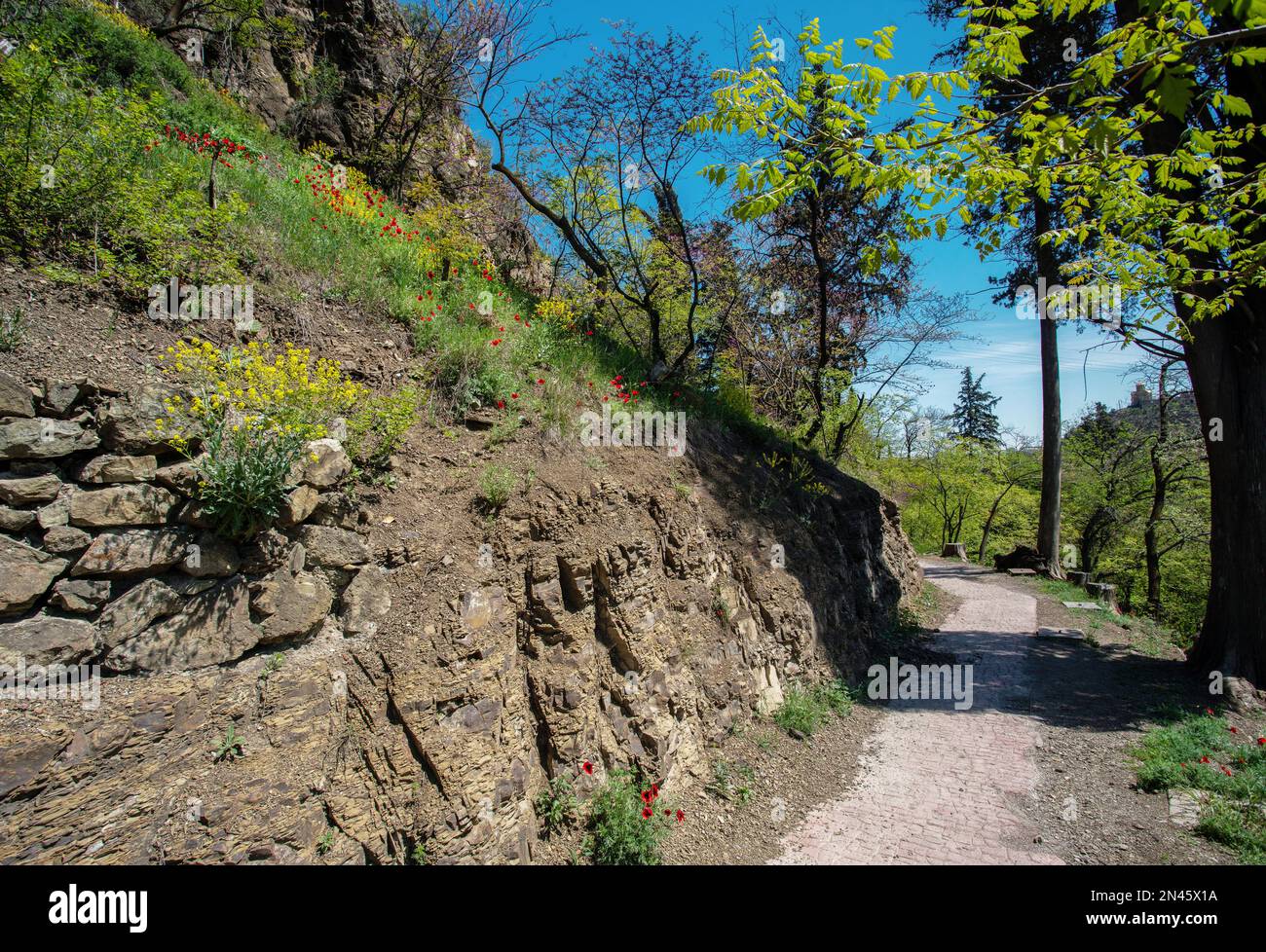 Amazing small red poppies in Botanical garden in Tbilisi and footpath ...