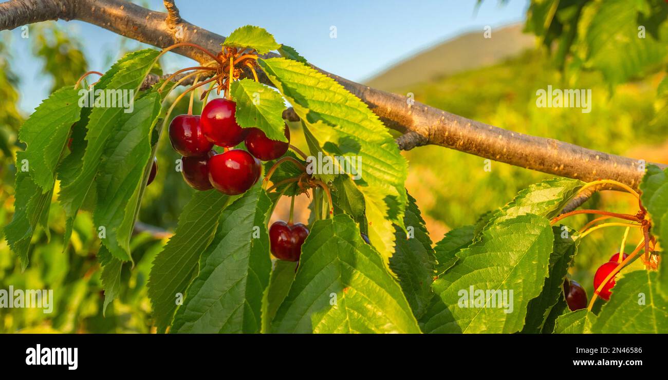 Jerte cherry eating hi-res stock photography and images - Alamy