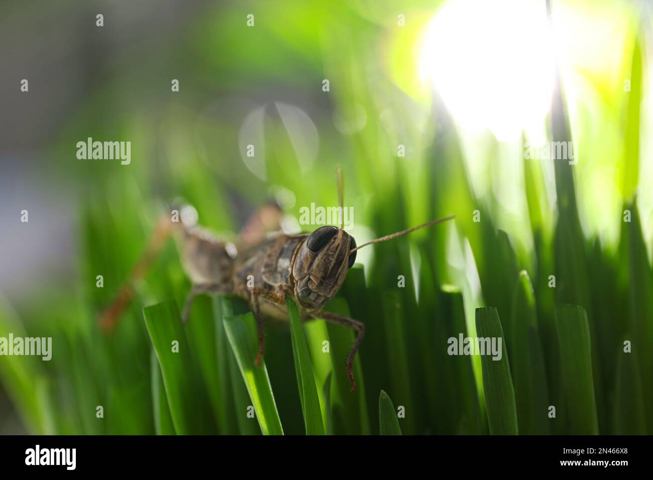 Common grasshopper on green grass outdoors. Wild insect Stock Photo - Alamy