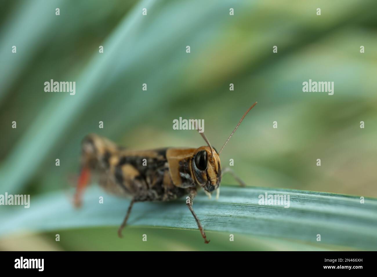 Common grasshopper on green leaf outdoors. Wild insect Stock Photo - Alamy