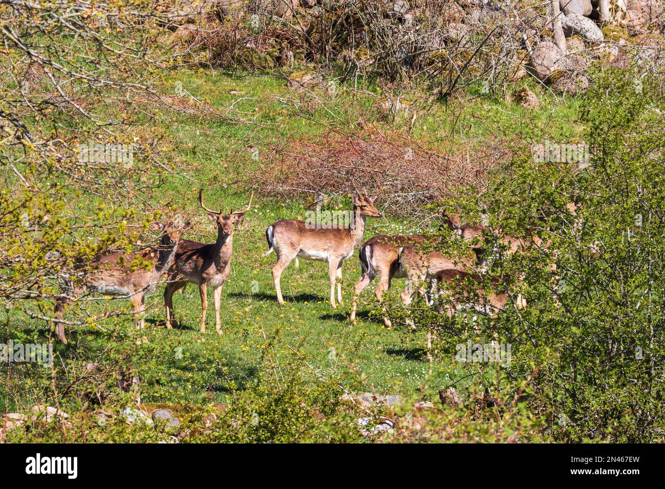 Fallow doe woodland spring hi-res stock photography and images - Alamy