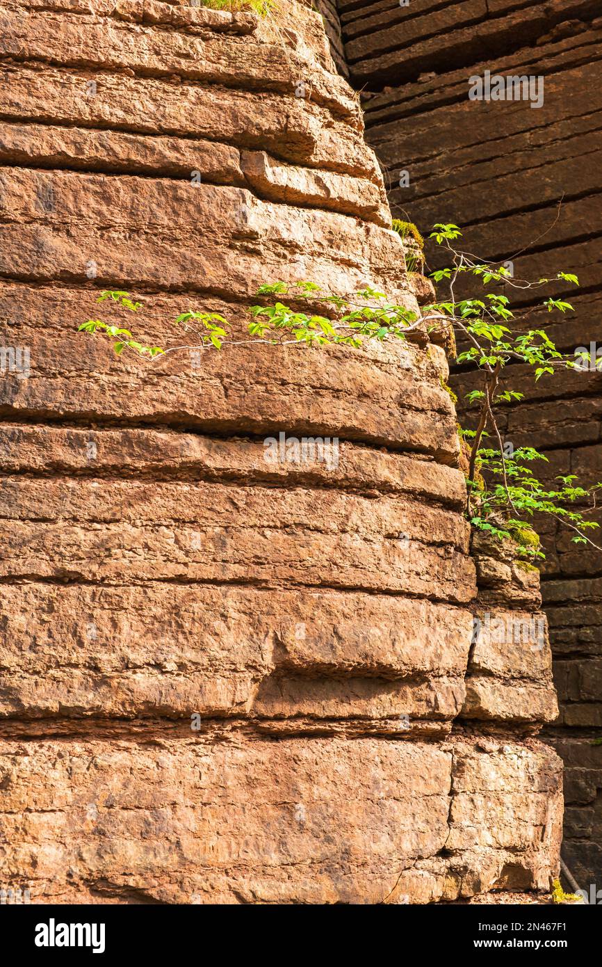 Tree branch growing in a crack at a crag Stock Photo - Alamy