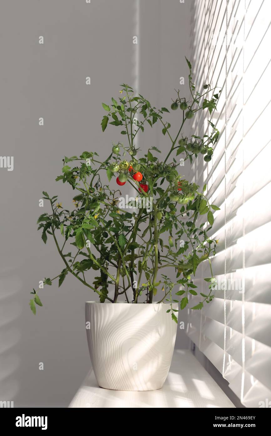 Tomato plant in pot on window sill indoors Stock Photo - Alamy