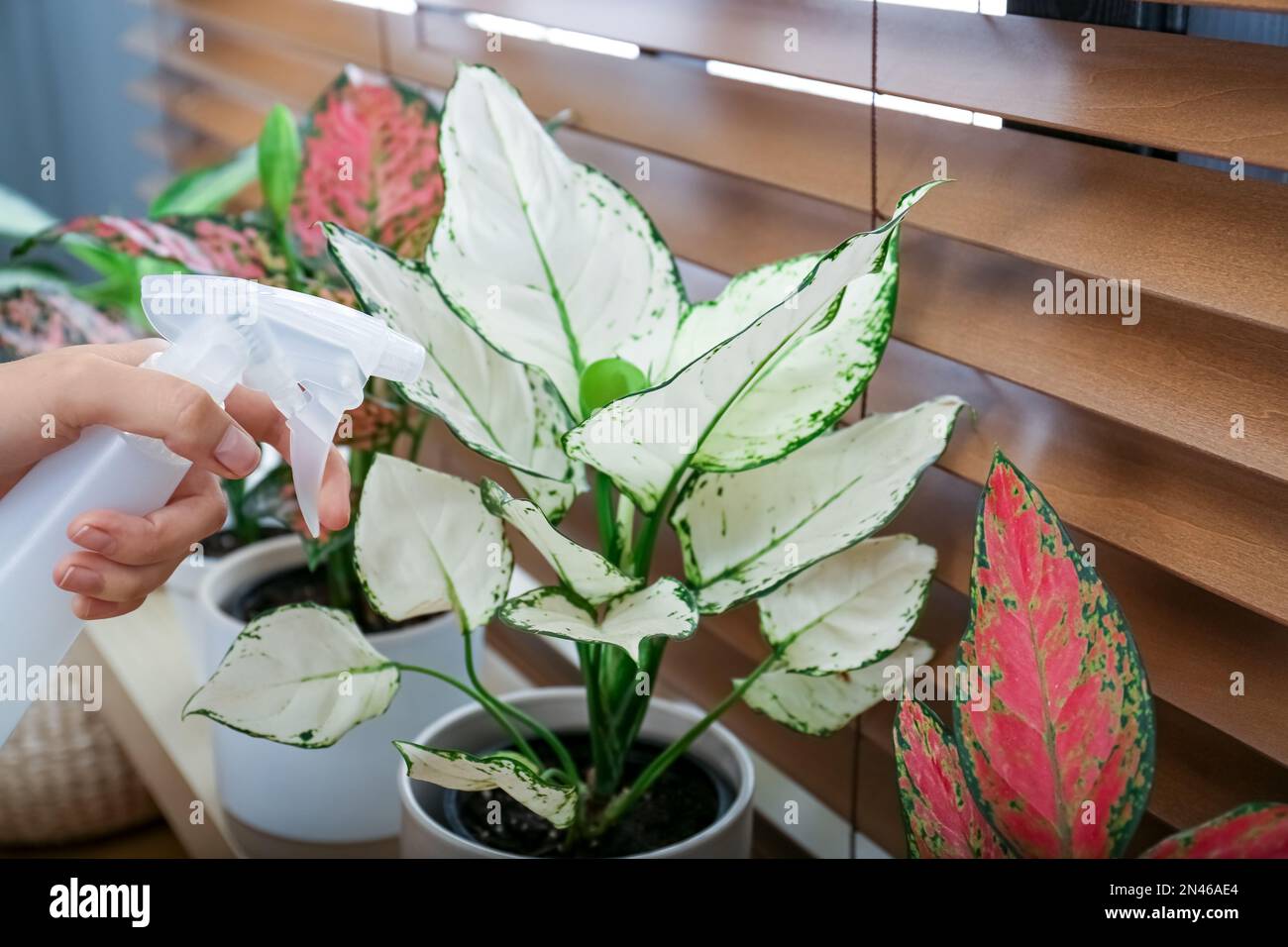 Spraying houseplant hi-res stock photography and images - Alamy