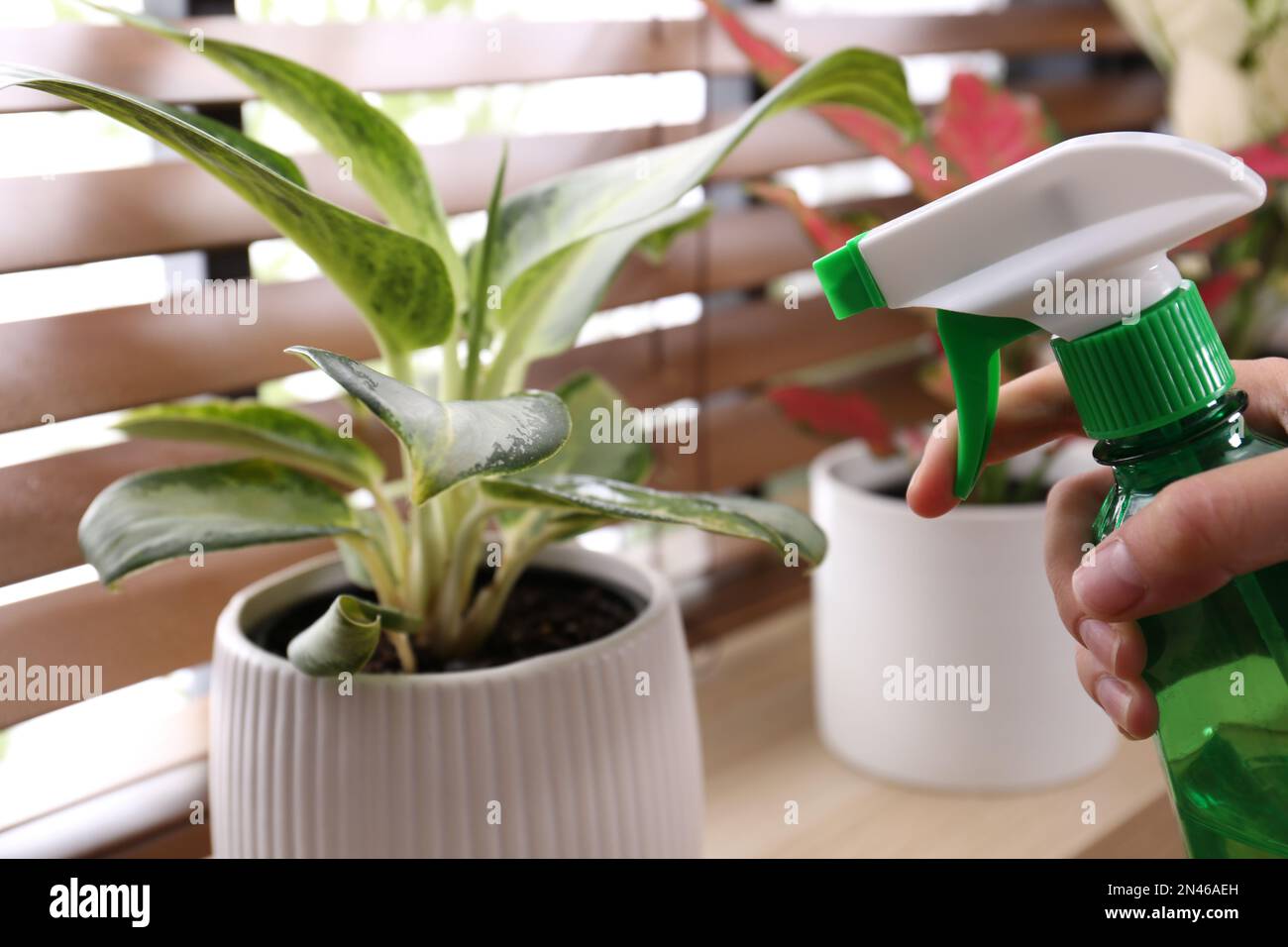 Spraying houseplant hi-res stock photography and images - Alamy