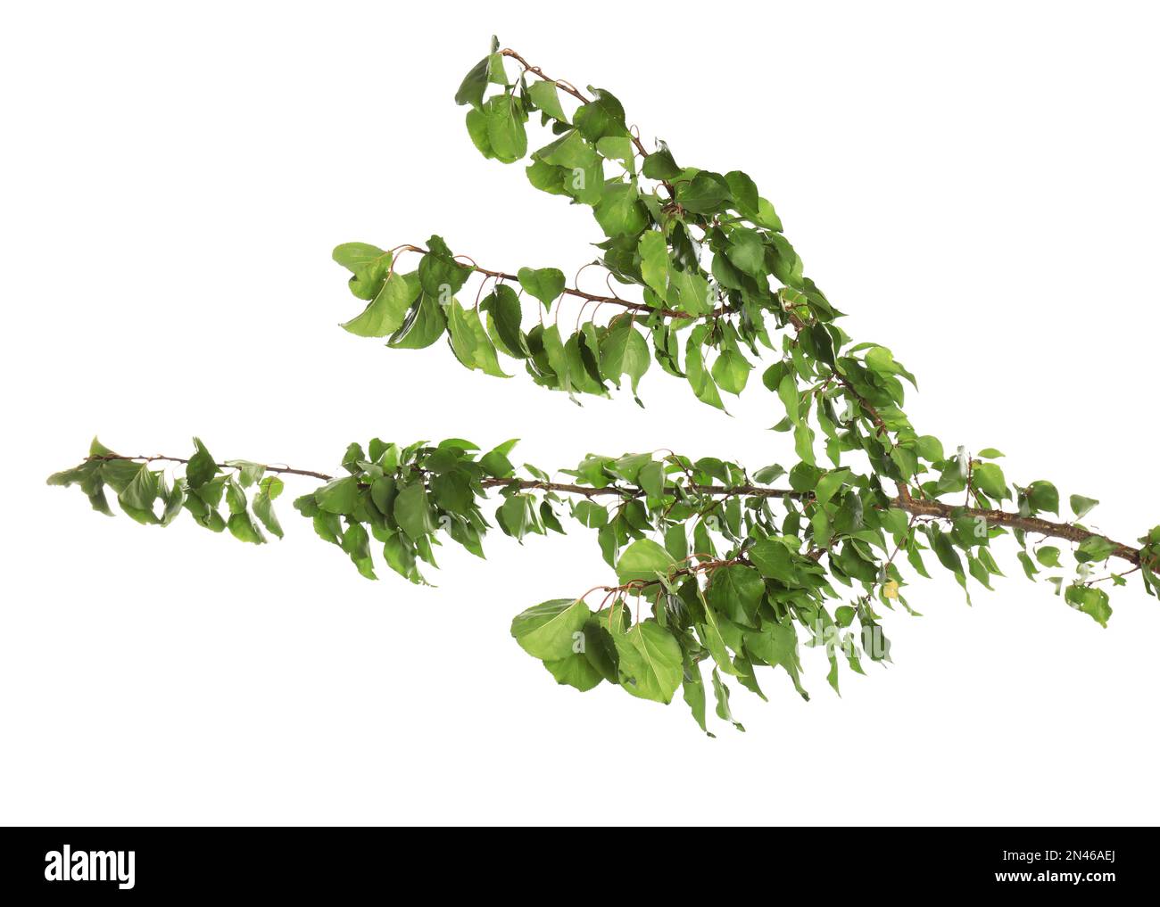 Beautiful tree branches with green leaves on white background Stock ...