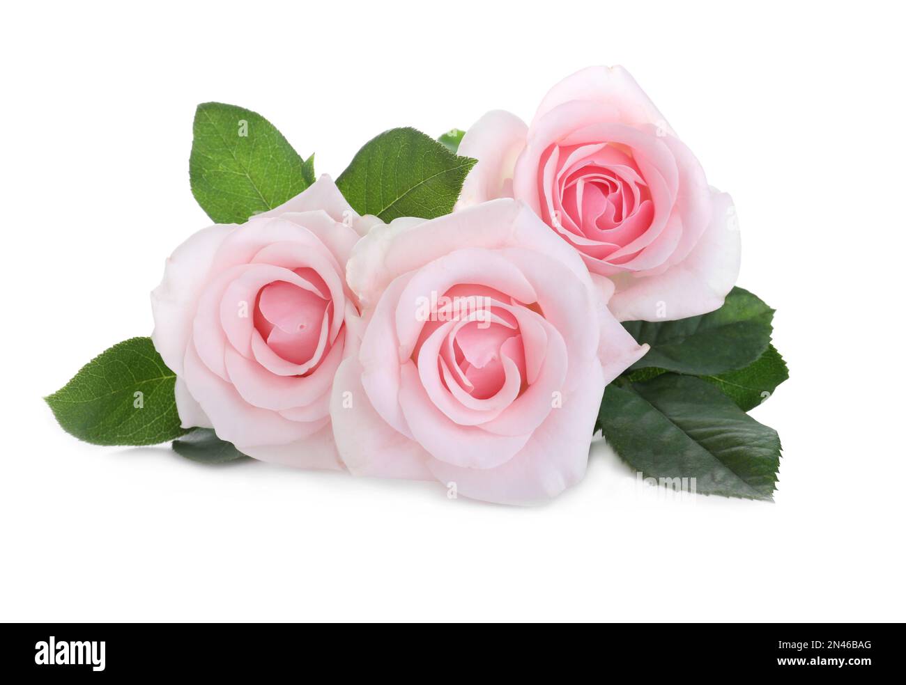Blooming pink roses on white background. Beautiful flowers Stock Photo ...