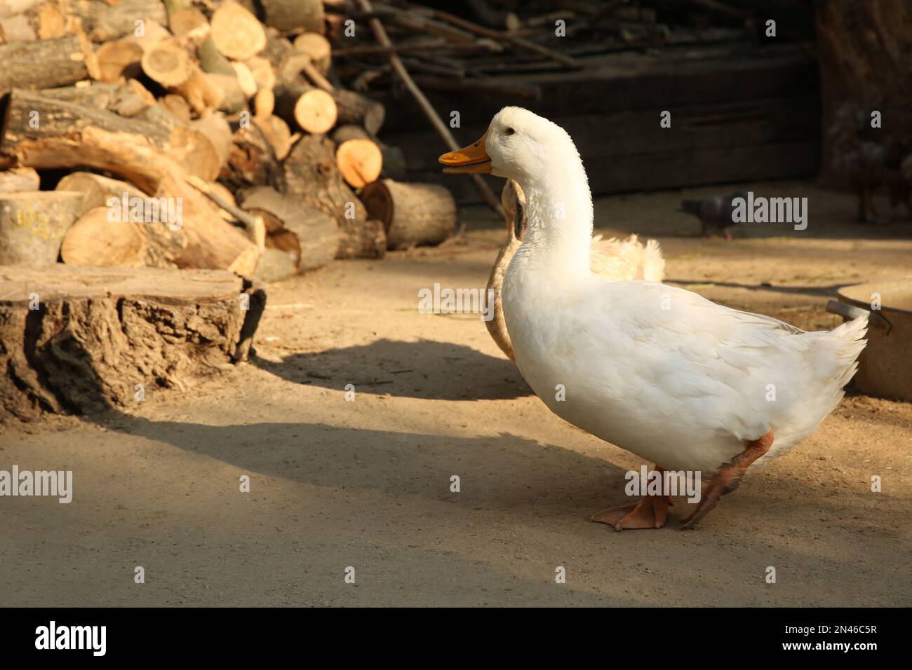 Beautiful domestic duck in yard. Farm animal Stock Photo - Alamy
