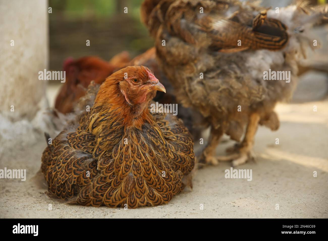 Chickens in courtyard hi-res stock photography and images - Alamy