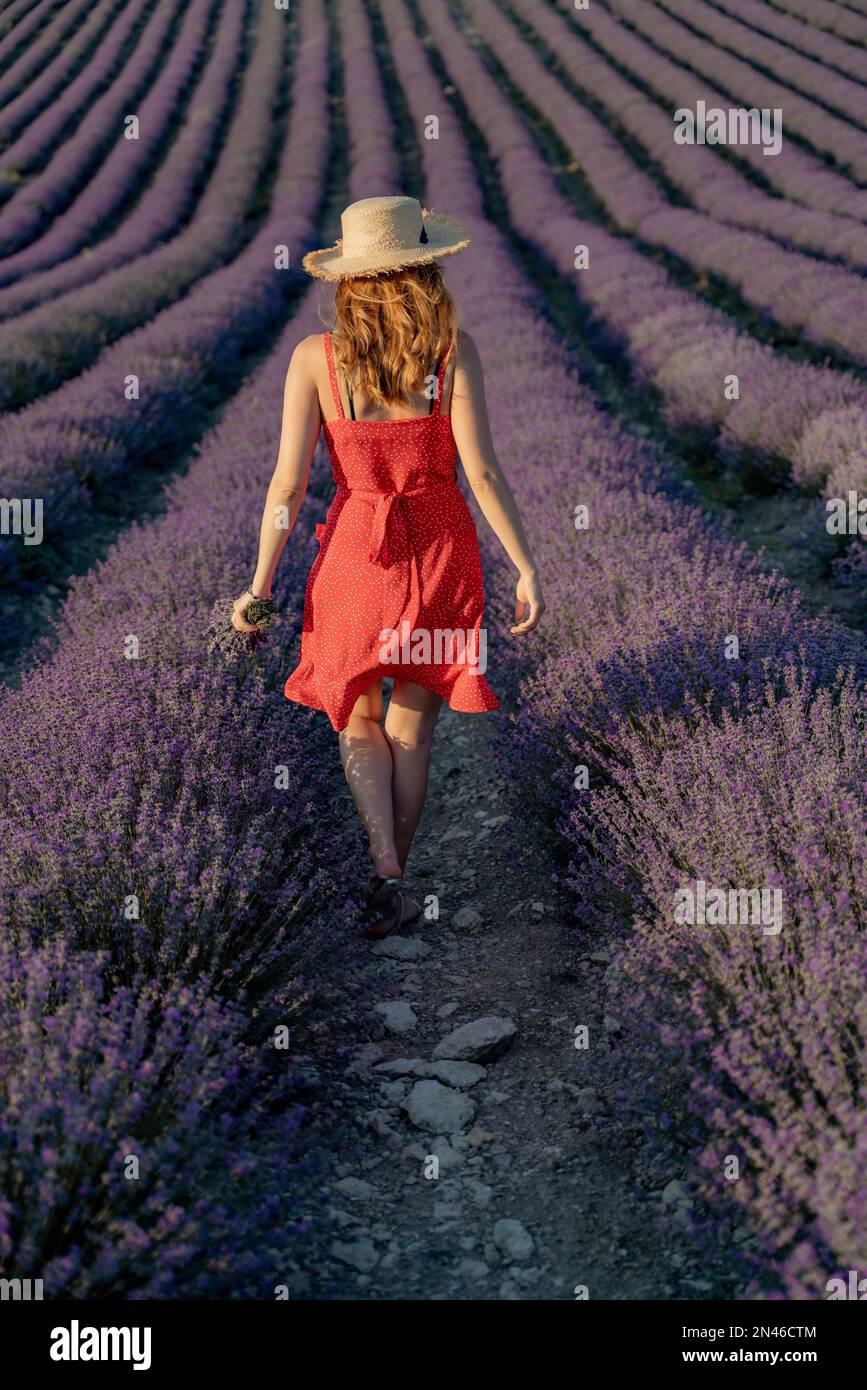 Woman field lavender. In a red dress and hat, she walks through a ...