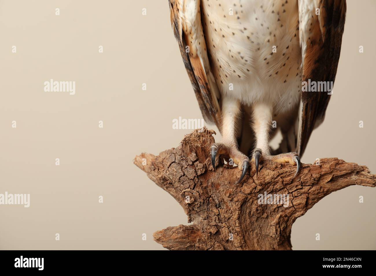 Tyto detorta hi-res stock photography and images - Alamy