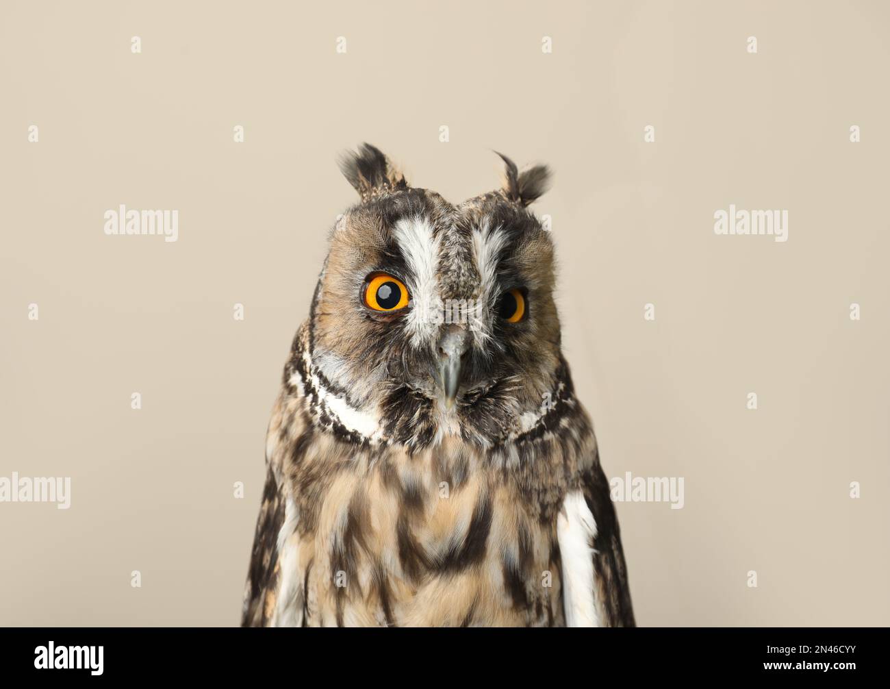 Beautiful eagle owl on beige background. Predatory bird Stock Photo - Alamy