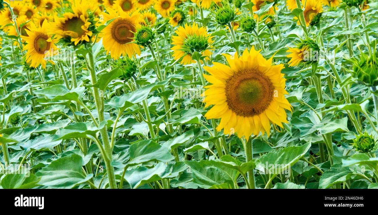 Sunflower Field back to the Sun Stock Photo - Alamy