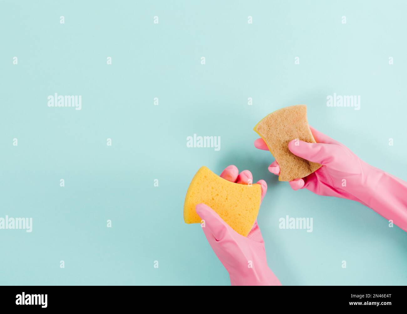 Hands in rubber pink gloves hold a washing sponge. Blue background ...