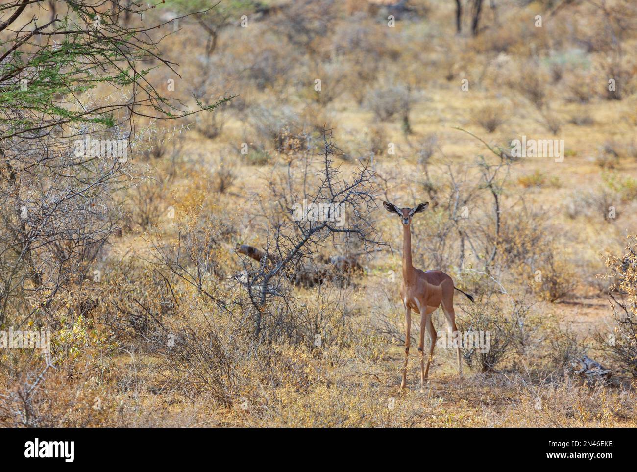 Gerenuk antelope, giraffe gazelle, in the reserve Stock Photo - Alamy