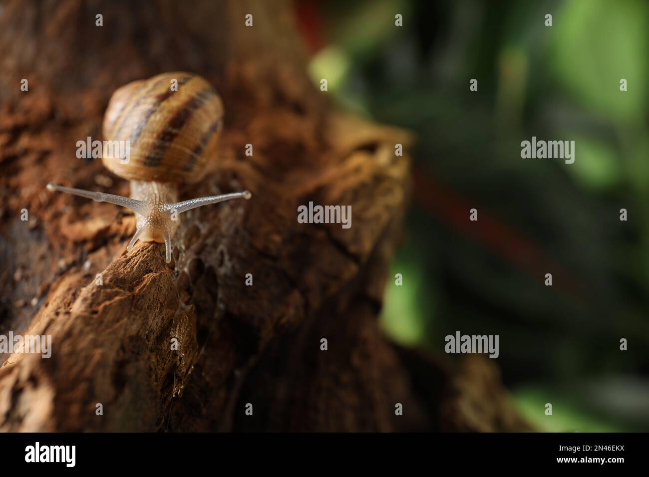Common garden snail crawling on tree bark, closeup Stock Photo - Alamy