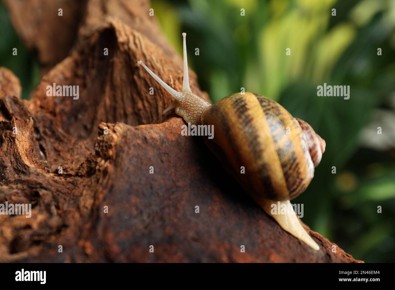 Common garden snail crawling on tree bark, closeup Stock Photo - Alamy