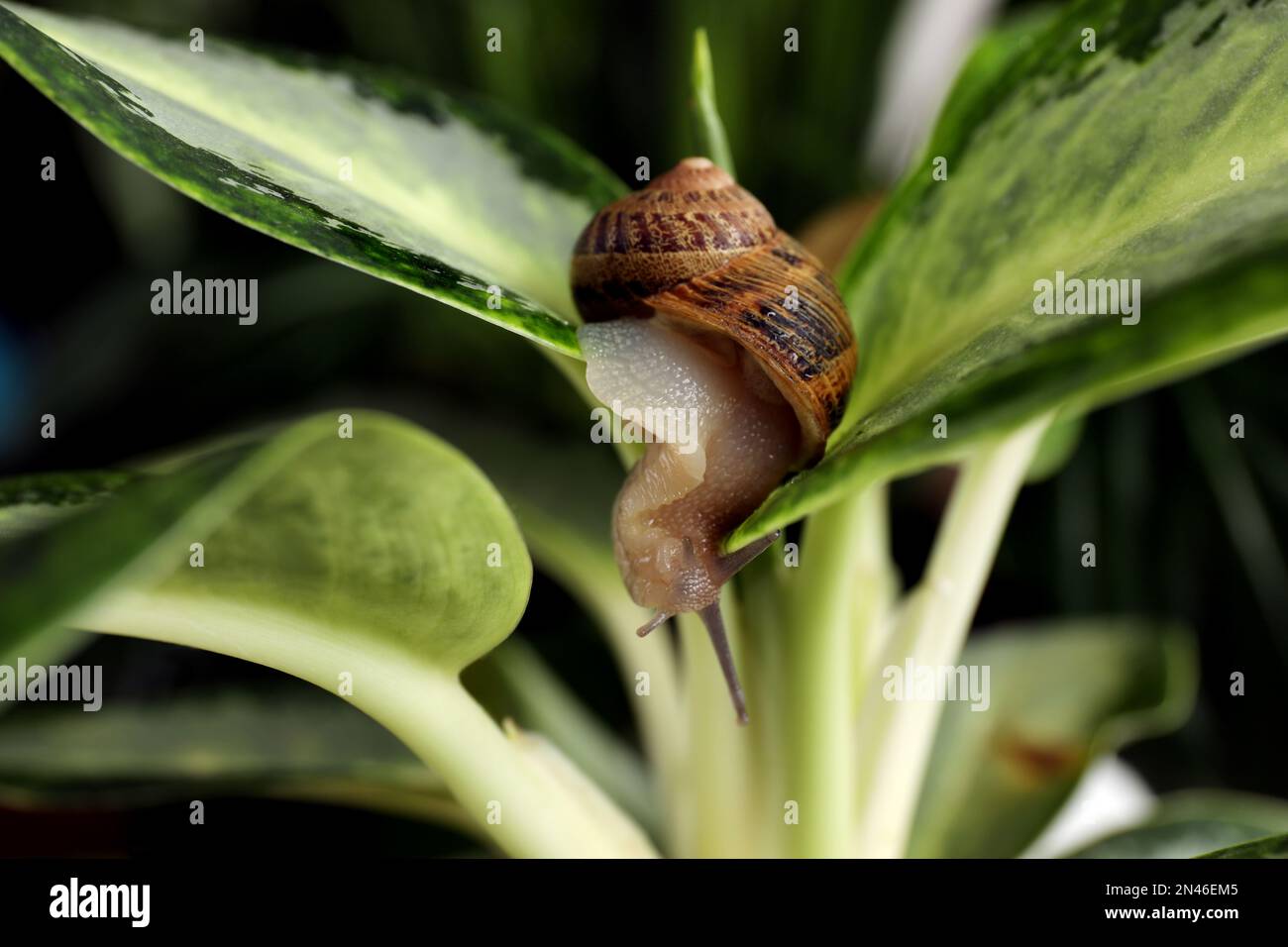 Edible snail on table hi-res stock photography and images - Alamy