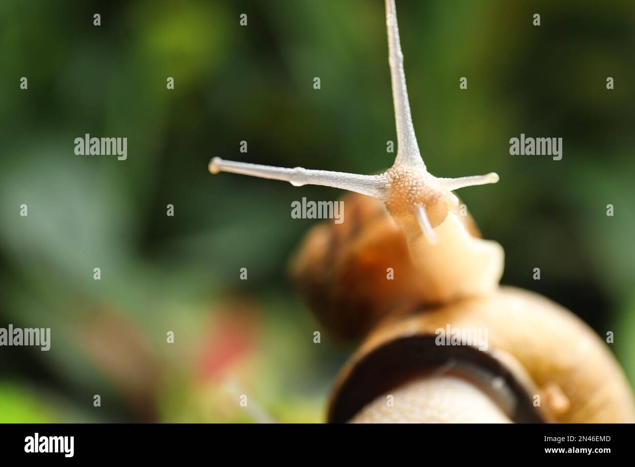 Common garden snails on blurred background, closeup Stock Photo - Alamy