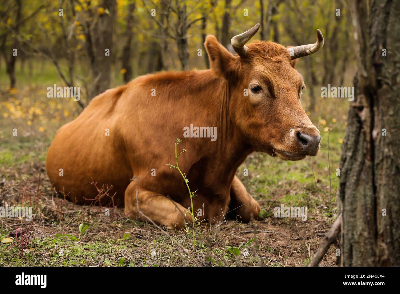 Red cow resting on pasture. Farm animal Stock Photo - Alamy
