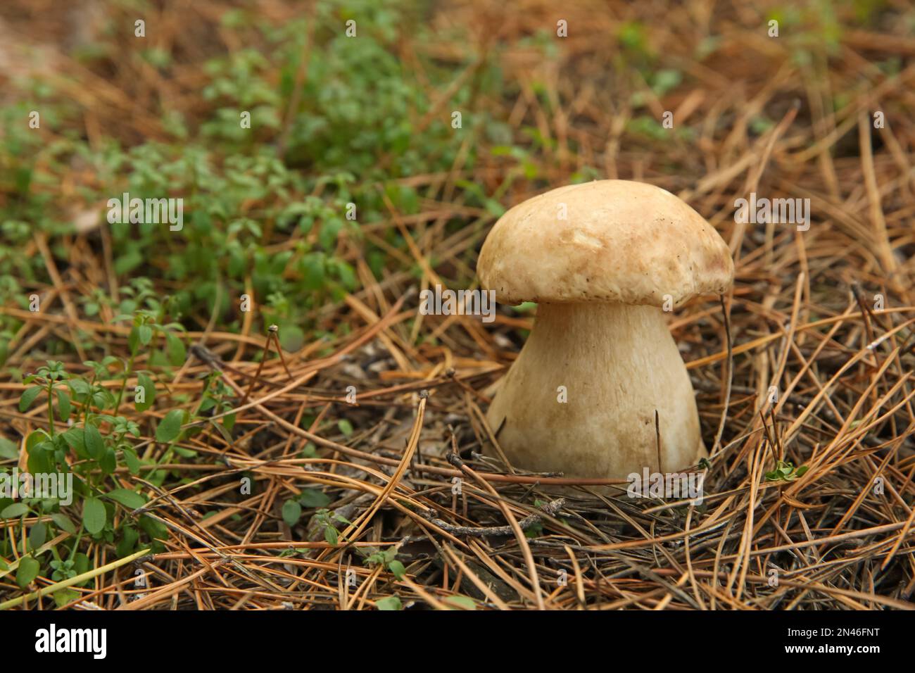 Small porcini mushroom growing in forest, closeup Stock Photo - Alamy