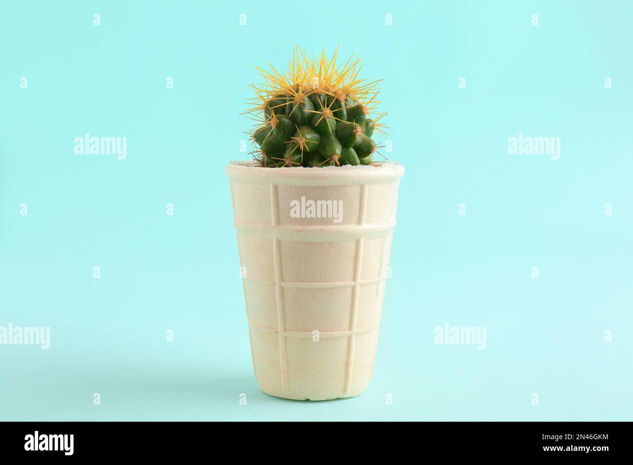 Cactus in ice cream waffle on cyan background. Tooth sensitivity to ...