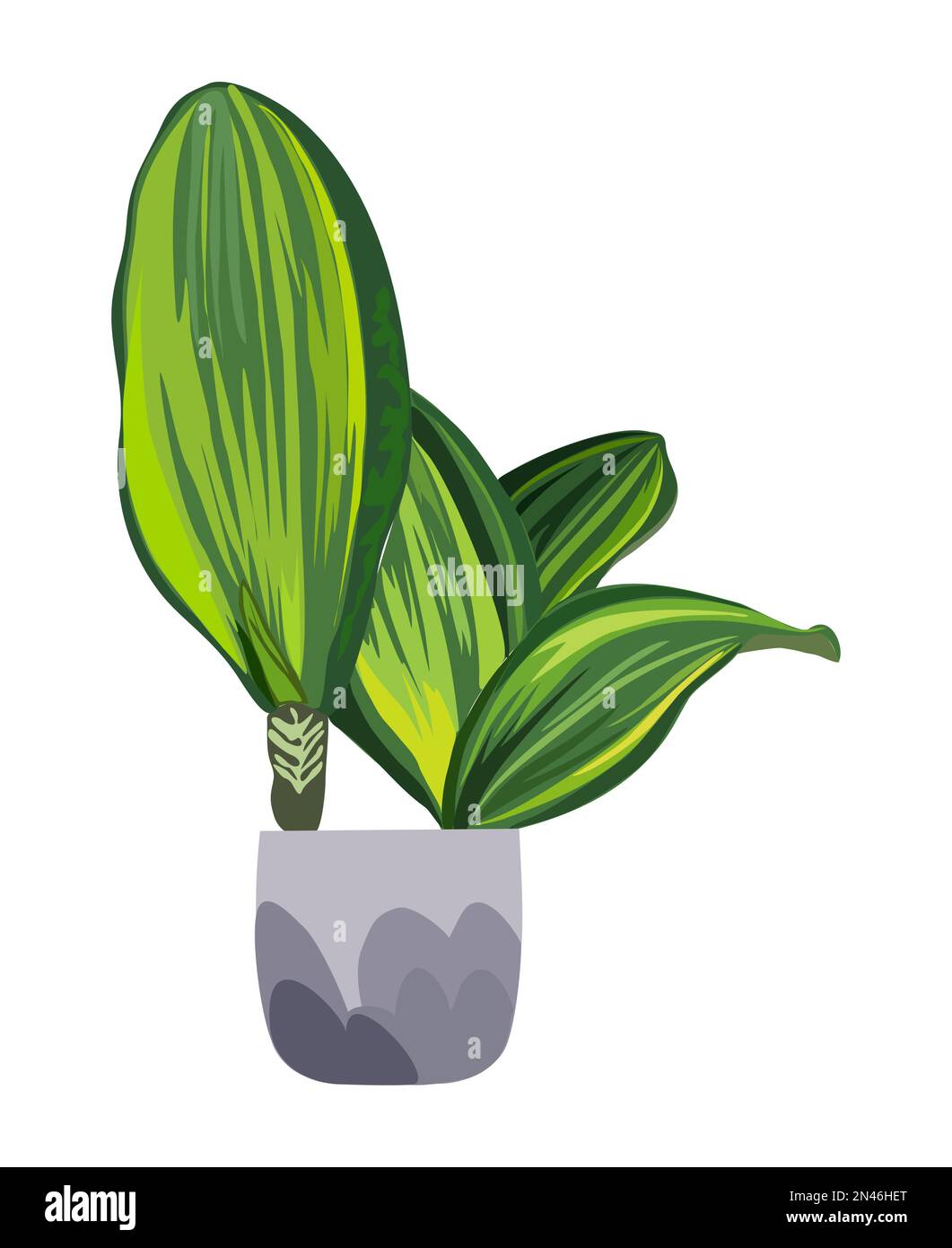 Decorative Indoor plant vector illustration isolated on white ...