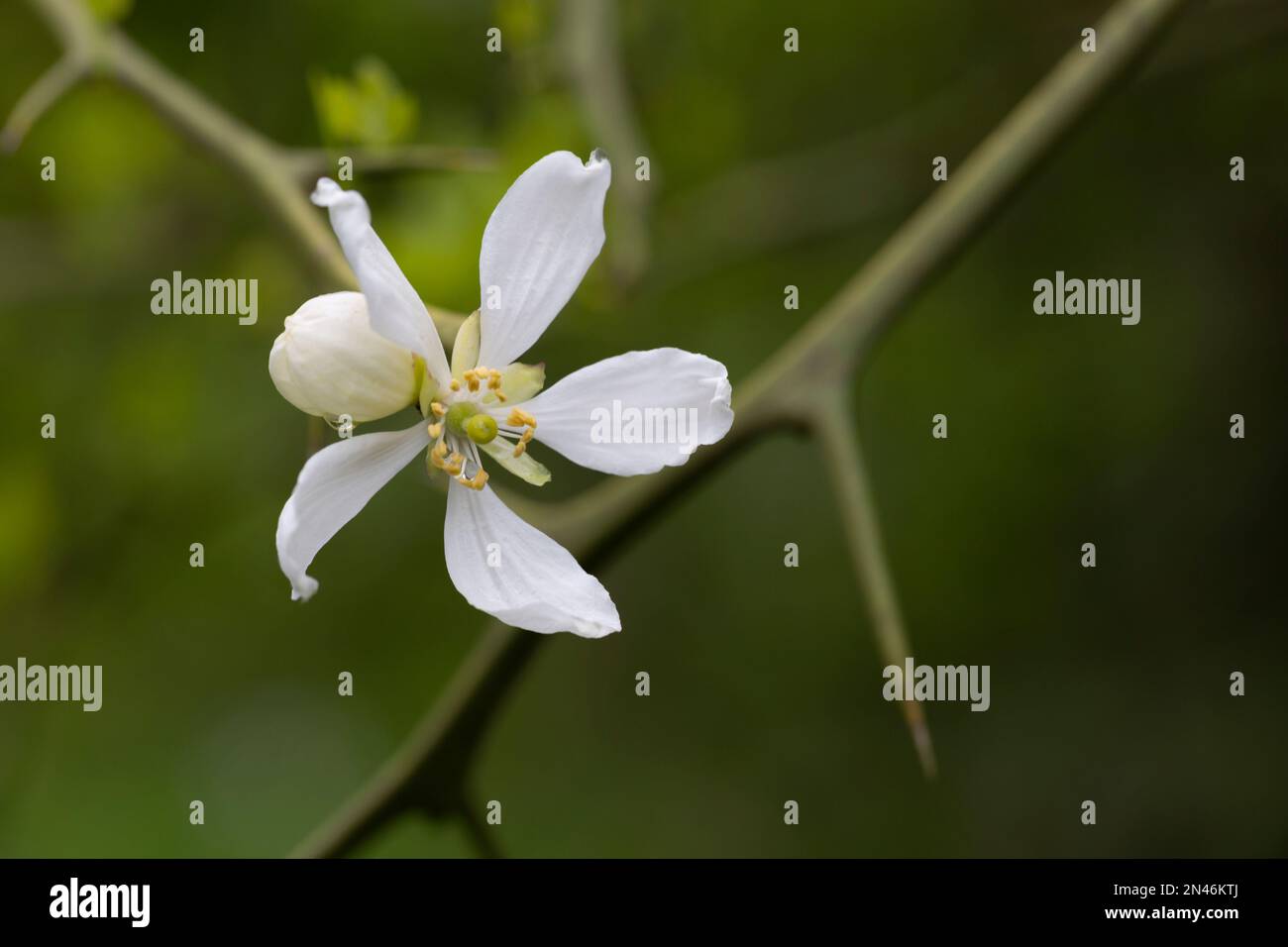 Trifoliate orange branch with white flowers - Latin name - Poncirus ...