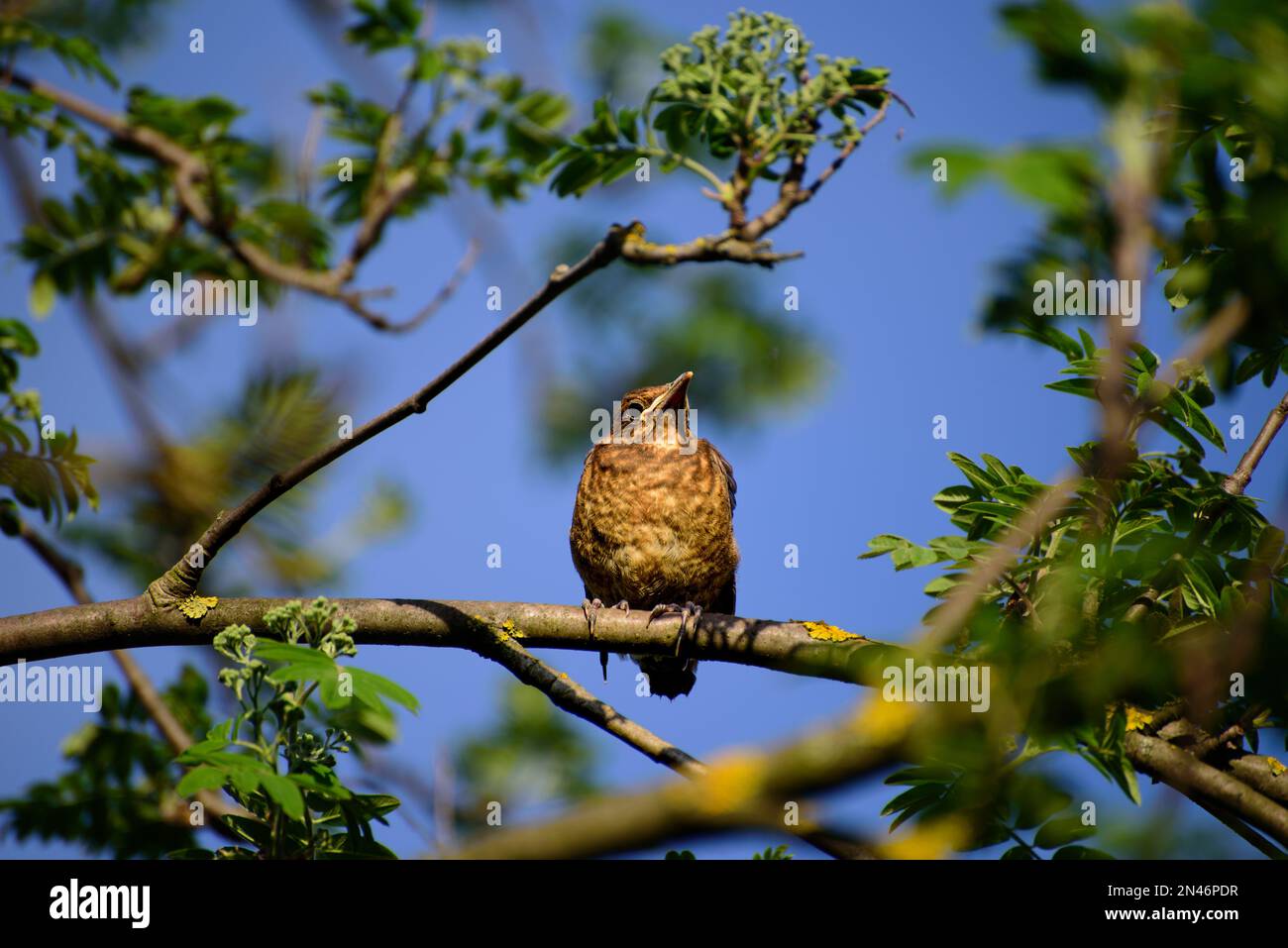young thrush sitting on tree branch in spring. Young fieldfare (Turdus ...