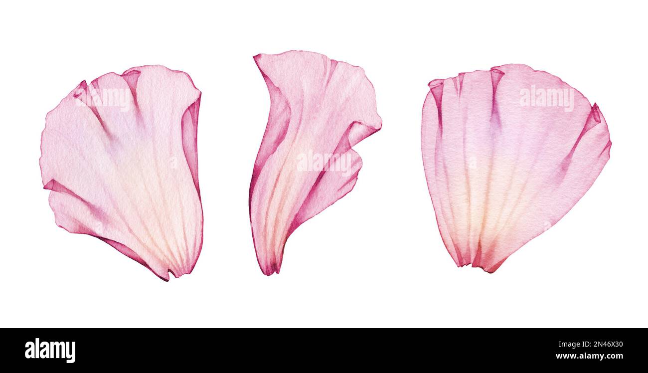 Watercolor rose petals set. Three pink transparent petals in x-ray. Big ...