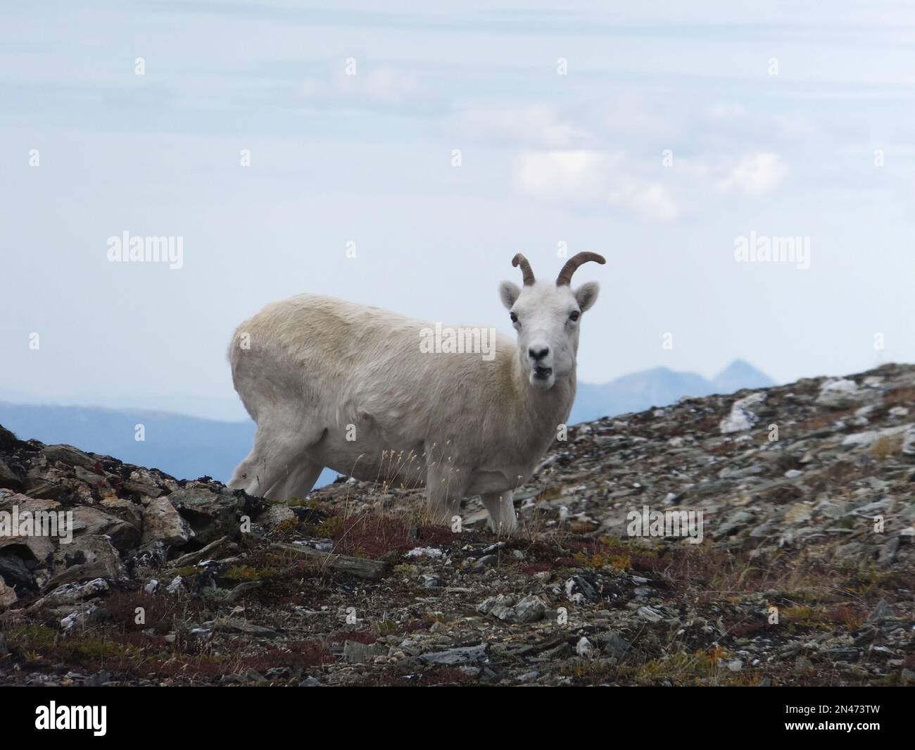 A Dall sheep stands near a ridge line on Sunday, Aug. 24, 2014, in ...