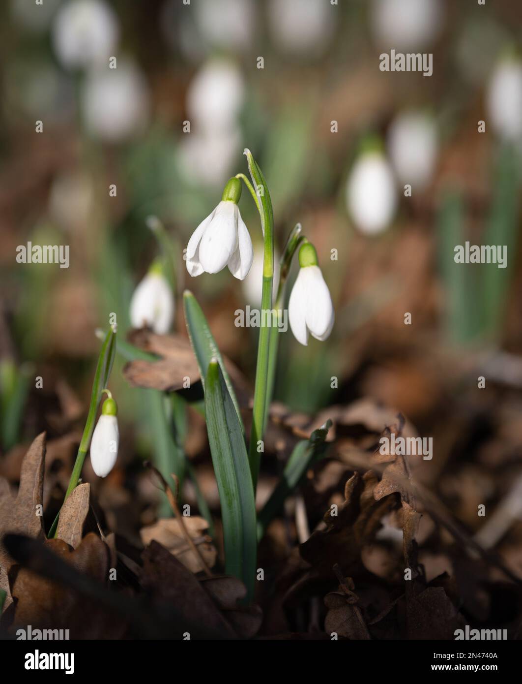 Landscape white snowdrops galanthus hi-res stock photography and images ...
