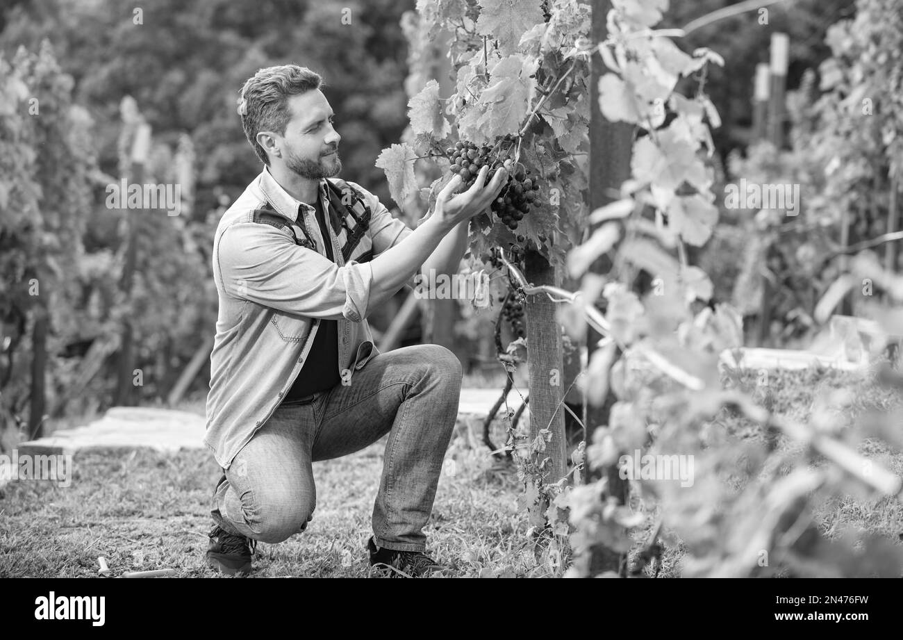 Grapevine farm Black and White Stock Photos & Images - Alamy