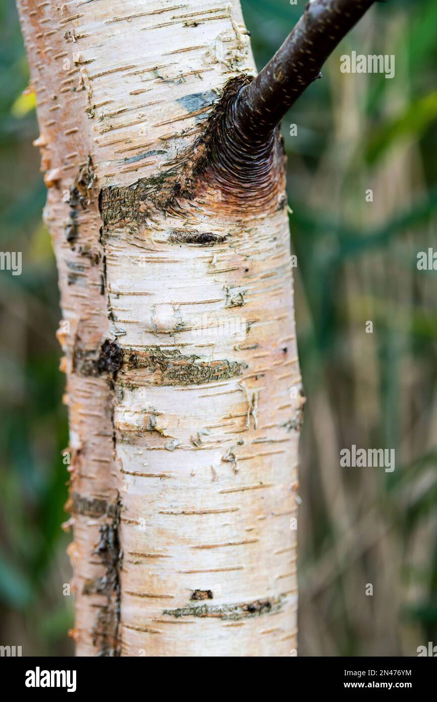 Detail shots of the bark of Silver birch- Betula pendula Stock Photo ...